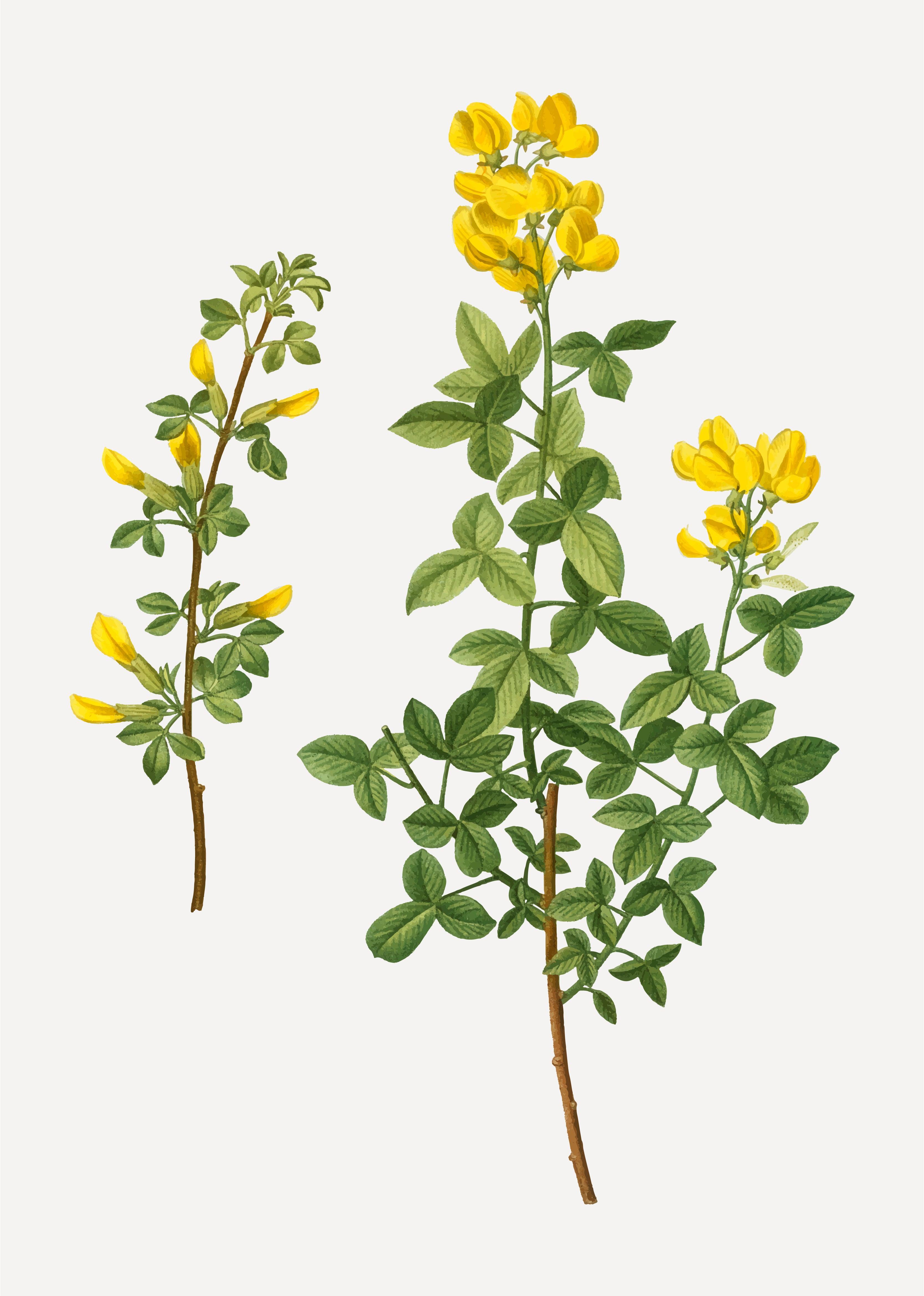The Power of St. John's Wort: A Testimonial to Natural Wellness ...